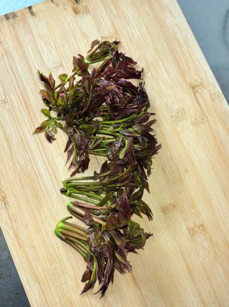 香椿炒蛋会导致器官衰竭吗_香椿中毒症状有哪些-第2张图片-山城妙识