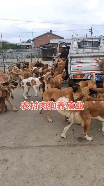 肉狗品种有哪些_肉狗养殖什么品种好-第2张图片-山城妙识