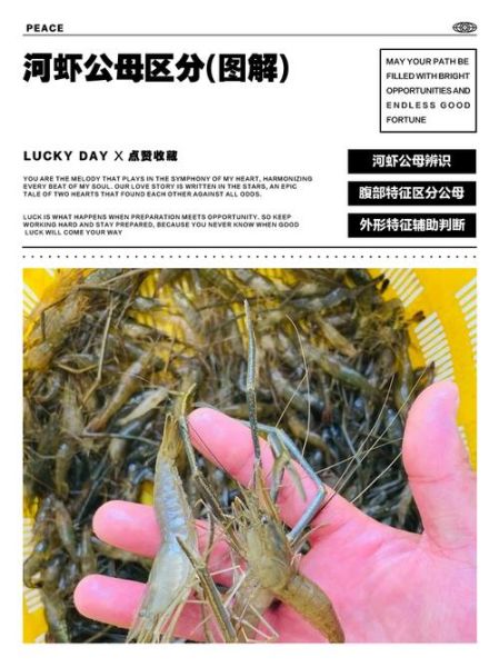 淡水河虾图片大全大图_如何辨别品种与生态特征-第1张图片-山城妙识