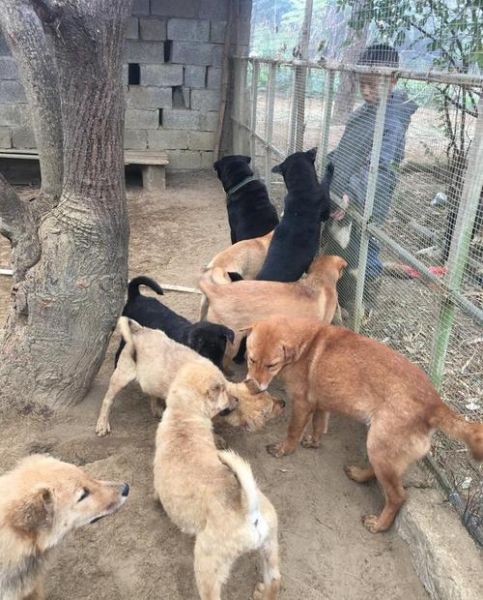 肉狗品种有哪些_肉狗养殖什么品种好-第3张图片-山城妙识