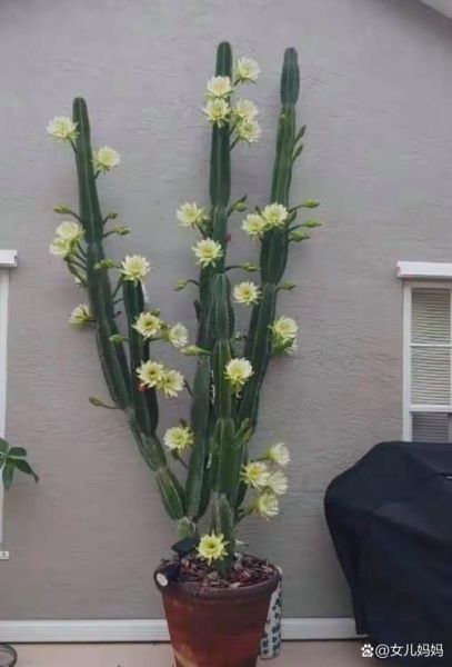 龙骨花有毒吗_龙骨花怎么养才旺盛-第1张图片-山城妙识