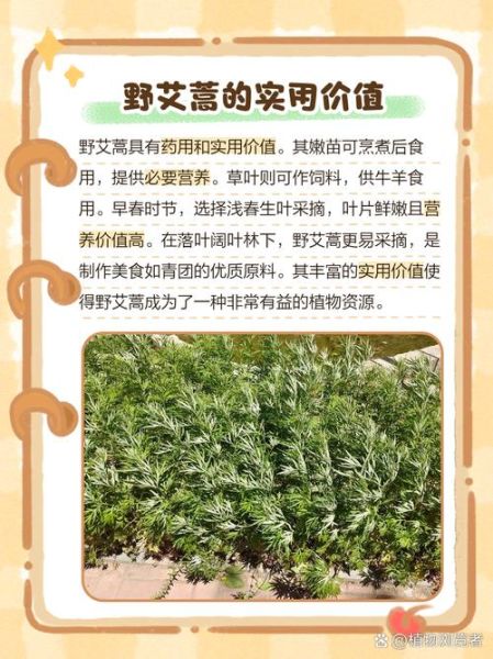 野艾蒿和艾草的区别_野艾蒿可以当艾草用吗-第3张图片-山城妙识 野艾蒿和艾草的区别_野艾蒿可以当艾草用吗-第3张图片-山城妙识