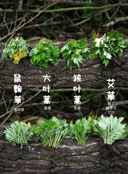 野艾蒿和艾草的区别_野艾蒿可以当艾草用吗-第2张图片-山城妙识 野艾蒿和艾草的区别_野艾蒿可以当艾草用吗-第2张图片-山城妙识