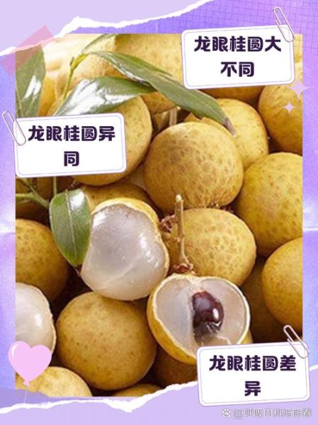 龙眼和桂圆一样吗_区别与功效-第1张图片-山城妙识
