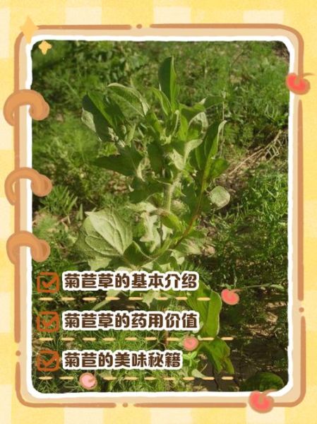 菊苣在农村叫什么_农村土名大全-第2张图片-山城妙识