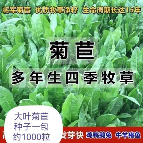 菊苣在农村叫什么_农村土名大全-第1张图片-山城妙识