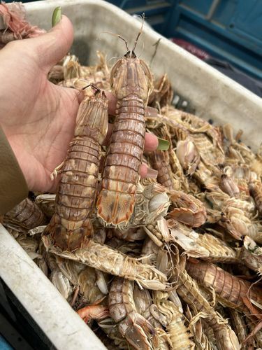 虾姑怎么煮_虾姑煮多久才熟-第3张图片-山城妙识 虾姑怎么煮_虾姑煮多久才熟-第3张图片-山城妙识