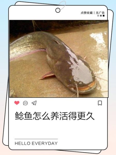 小鲶鱼怎么养_小鲶鱼吃什么长得快-第1张图片-山城妙识