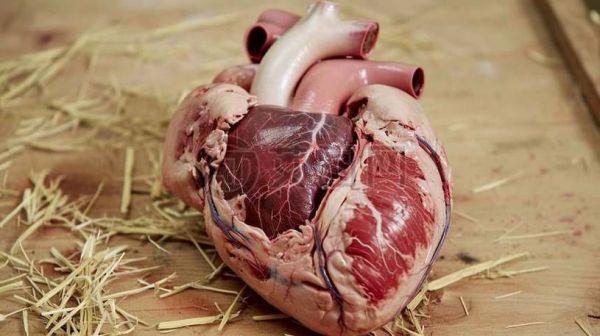 羊心图片怎么拍_羊心解剖结构图高清-第3张图片-山城妙识