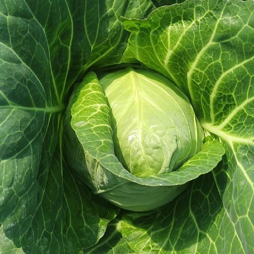 蔬菜配送公司需要什么条件_如何办理蔬菜配送资质-第1张图片-山城妙识