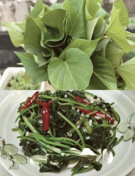 红薯叶怎么做好吃_红薯叶12种吃法大全-第3张图片-山城妙识 红薯叶怎么做好吃_红薯叶12种吃法大全-第3张图片-山城妙识