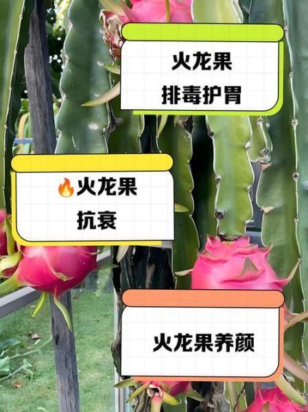 经常吃火龙果有什么好处和坏处吗_火龙果的副作用-第2张图片-山城妙识 经常吃火龙果有什么好处和坏处吗_火龙果的副作用-第2张图片-山城妙识