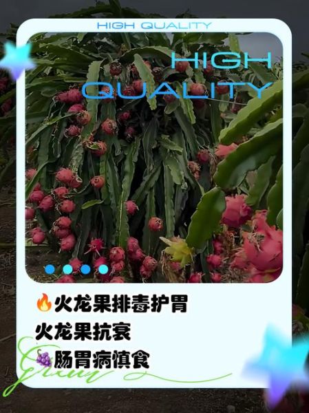 经常吃火龙果有什么好处和坏处吗_火龙果的副作用-第3张图片-山城妙识 经常吃火龙果有什么好处和坏处吗_火龙果的副作用-第3张图片-山城妙识