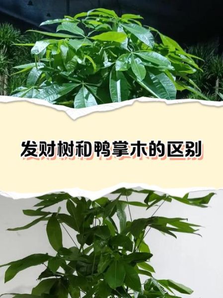 鹅掌柴为什么叫发财树_发财树和鹅掌柴的区别-第1张图片-山城妙识