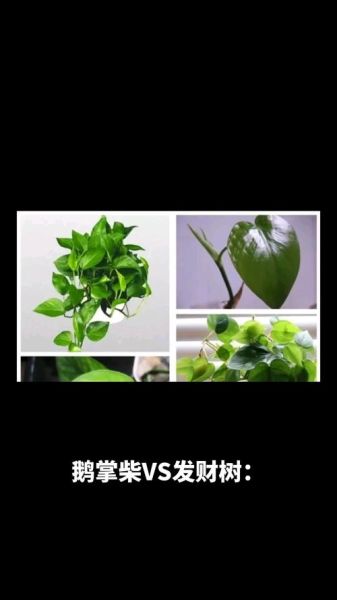 鹅掌柴为什么叫发财树_发财树和鹅掌柴的区别-第3张图片-山城妙识