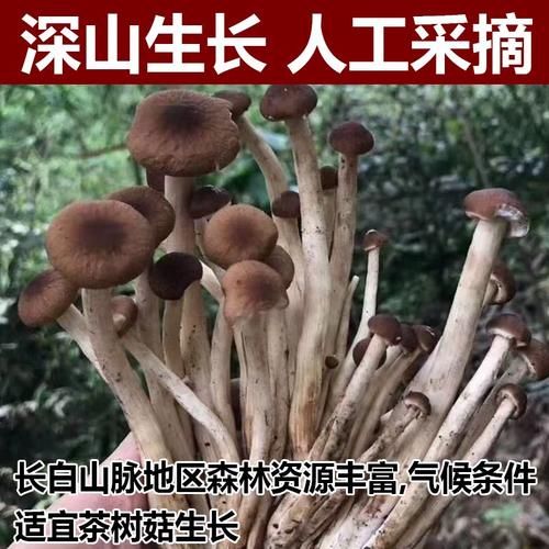 野生茶树菇怎么挑选_野生茶树菇和人工区别-第2张图片-山城妙识