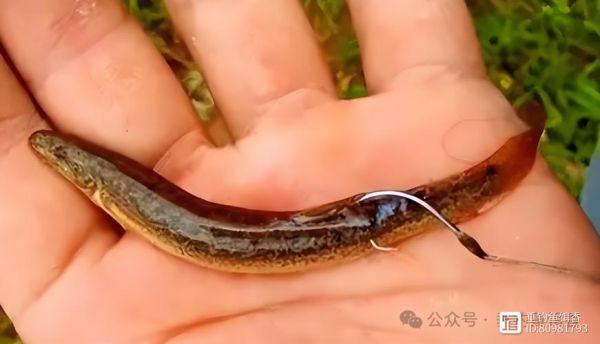 为什么禁止泥鳅钓翘嘴_泥鳅钓翘嘴违法吗-第1张图片-山城妙识 为什么禁止泥鳅钓翘嘴_泥鳅钓翘嘴违法吗-第1张图片-山城妙识