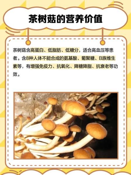 野生茶树菇怎么挑选_野生茶树菇和人工区别-第3张图片-山城妙识