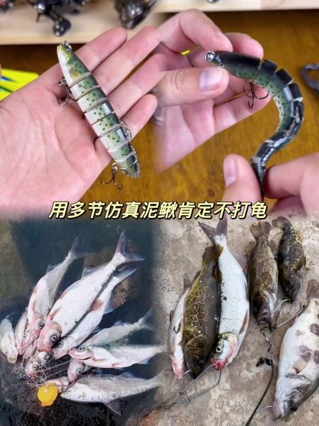为什么禁止泥鳅钓翘嘴_泥鳅钓翘嘴违法吗-第2张图片-山城妙识 为什么禁止泥鳅钓翘嘴_泥鳅钓翘嘴违法吗-第2张图片-山城妙识