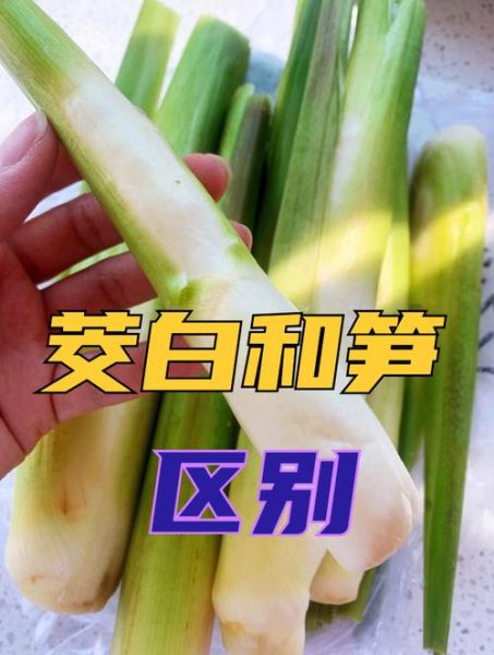 茭白是笋类吗_茭白和竹笋的区别-第1张图片-山城妙识