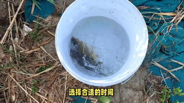 为什么禁止泥鳅钓翘嘴_泥鳅钓翘嘴违法吗-第3张图片-山城妙识 为什么禁止泥鳅钓翘嘴_泥鳅钓翘嘴违法吗-第3张图片-山城妙识
