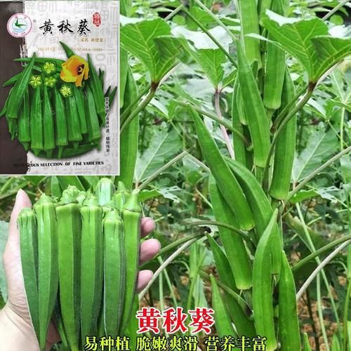 1688秋葵女人美容院app靠谱吗_如何下载安装-第3张图片-山城妙识