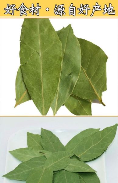 香叶月桂是什么_香叶月桂和月桂叶区别-第3张图片-山城妙识