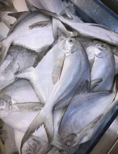 鲳鱼种类图片名称大全_如何区分银鲳金鲳乌鲳-第1张图片-山城妙识