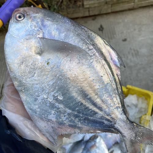 鲳鱼种类图片名称大全_如何区分银鲳金鲳乌鲳-第3张图片-山城妙识