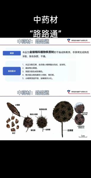 路路通的功效与作用_路路通怎么吃效果最好-第3张图片-山城妙识 路路通的功效与作用_路路通怎么吃效果最好-第3张图片-山城妙识