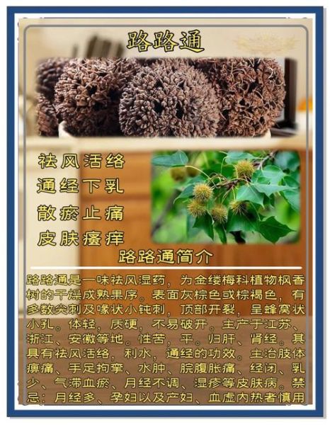 路路通的功效与作用_路路通怎么吃效果最好-第2张图片-山城妙识 路路通的功效与作用_路路通怎么吃效果最好-第2张图片-山城妙识
