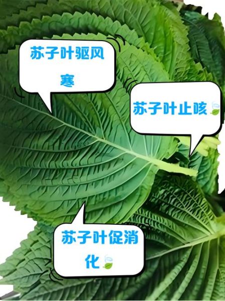 苏子叶图片长什么样_如何辨别真假苏子叶-第1张图片-山城妙识