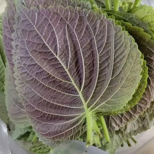 苏子叶图片长什么样_如何辨别真假苏子叶-第2张图片-山城妙识