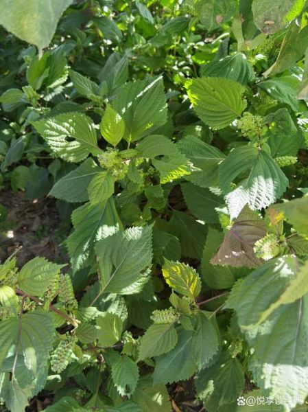 苏子叶图片长什么样_如何辨别真假苏子叶-第3张图片-山城妙识