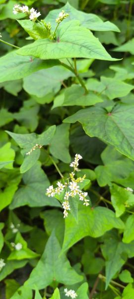 金荞麦图片长什么样_金荞麦功效与作用有哪些-第2张图片-山城妙识