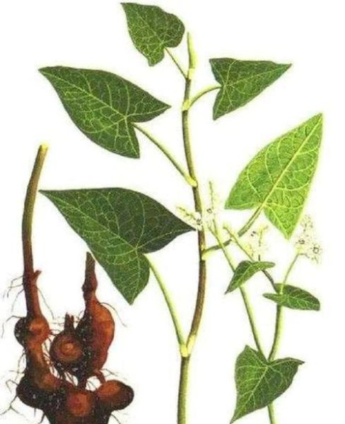 金荞麦图片长什么样_金荞麦功效与作用有哪些-第3张图片-山城妙识