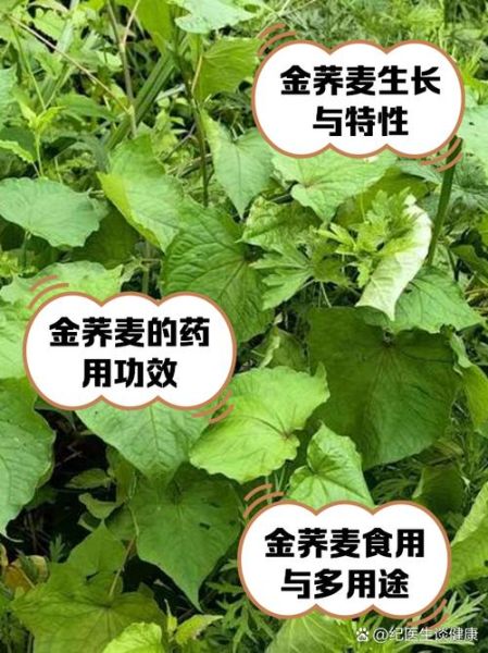 金荞麦图片长什么样_金荞麦功效与作用有哪些-第1张图片-山城妙识