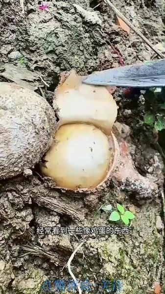 野生竹荪图片_如何分辨真假野生竹荪-第2张图片-山城妙识