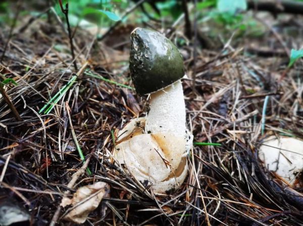 野生竹荪图片_如何分辨真假野生竹荪-第3张图片-山城妙识