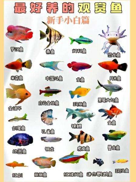 最好养的观赏鱼有哪些_新手入门选哪种-第1张图片-山城妙识 最好养的观赏鱼有哪些_新手入门选哪种-第1张图片-山城妙识