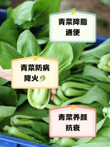 青菜的营养价值_青菜怎么吃最健康-第3张图片-山城妙识 青菜的营养价值_青菜怎么吃最健康-第3张图片-山城妙识