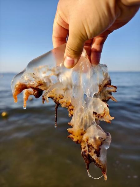 海蜇图片多少钱一斤_新鲜海蜇批发价格-第2张图片-山城妙识 海蜇图片多少钱一斤_新鲜海蜇批发价格-第2张图片-山城妙识