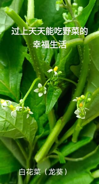 野白花菜的功效与作用_野白花菜怎么吃最好-第3张图片-山城妙识