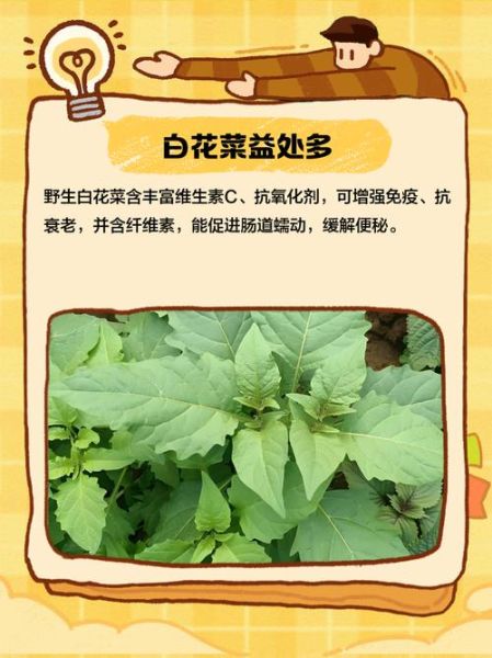 野白花菜的功效与作用_野白花菜怎么吃最好-第2张图片-山城妙识