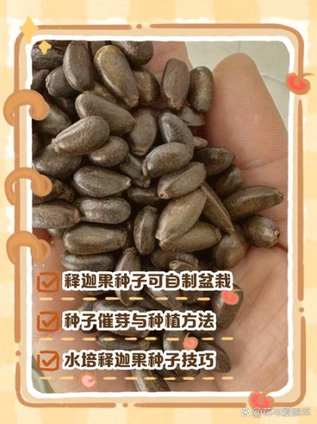 释迦果的籽能种吗_释迦果种子怎么种-第2张图片-山城妙识