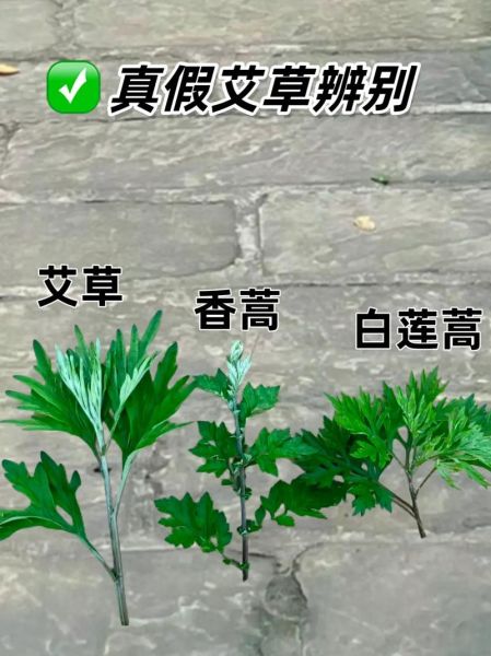 艾草有几种图片大全_艾草品种识别图解-第1张图片-山城妙识 艾草有几种图片大全_艾草品种识别图解-第1张图片-山城妙识