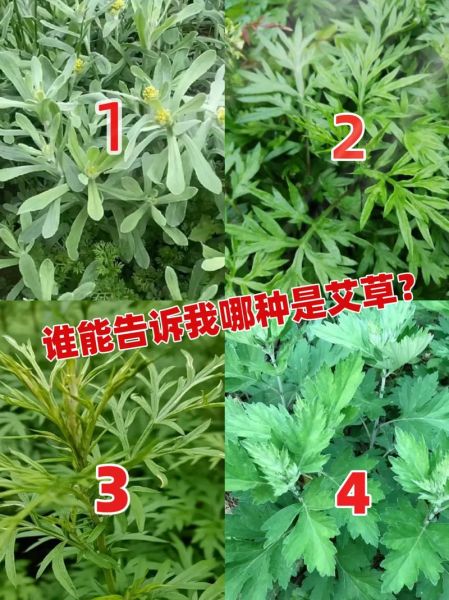 艾草有几种图片大全_艾草品种识别图解-第2张图片-山城妙识 艾草有几种图片大全_艾草品种识别图解-第2张图片-山城妙识