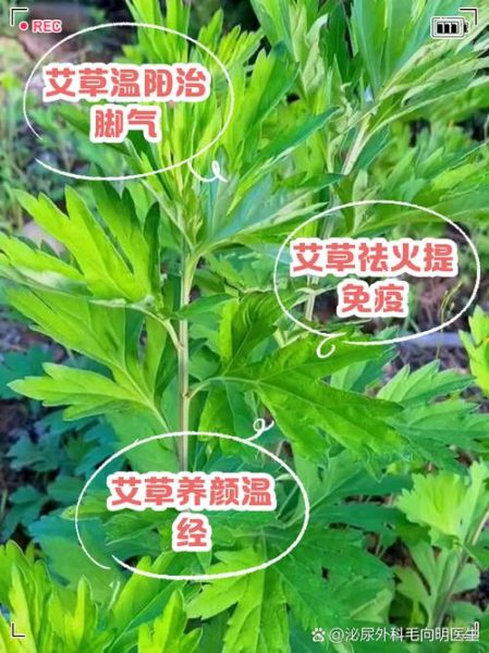 艾草有几种图片大全_艾草品种识别图解-第3张图片-山城妙识 艾草有几种图片大全_艾草品种识别图解-第3张图片-山城妙识