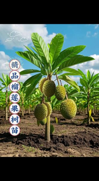 榴莲树适合什么地方种植_榴莲树生长环境要求-第2张图片-山城妙识