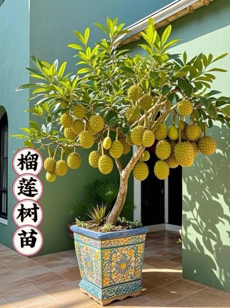 榴莲树适合什么地方种植_榴莲树生长环境要求-第3张图片-山城妙识